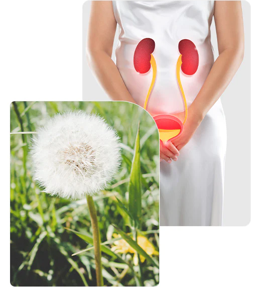 Bladder Relief 911 Reviews - Don't Buy Until You Read This!