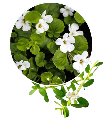 Cogni Ultra Clear Reviews - Don't Buy Until You Read This!