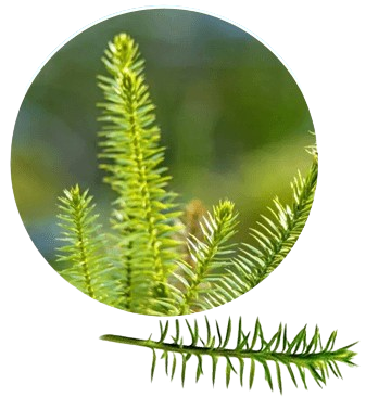 Cogni Ultra Clear Reviews - Don't Buy Until You Read This!