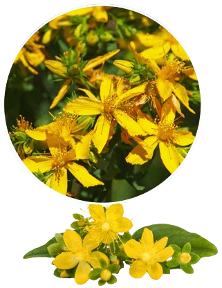 Cogni Ultra Clear Reviews - Don't Buy Until You Read This!